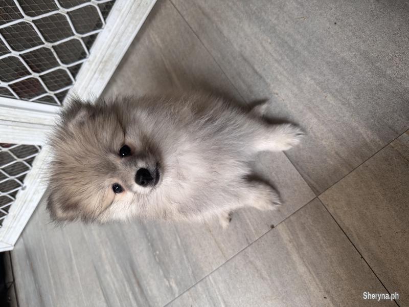 Pomeranian Pure Puppies | Pets Las Pinas City, Metro Manila | Sheryna ...